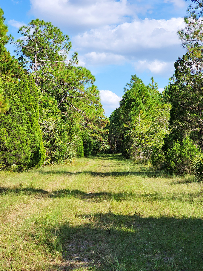 Nature's corridor &ndash; pine sentinels create a green tunnel where Florida's wild heart still beats undisturbed by development.