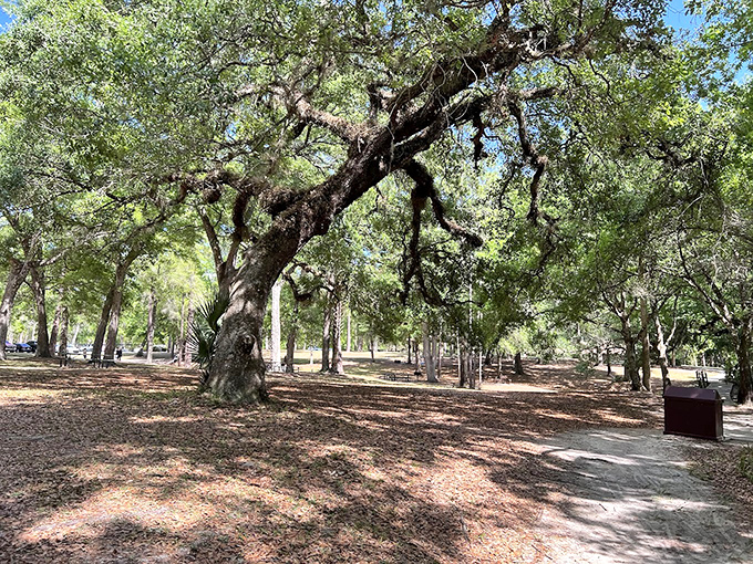 Ancient trees standing guard: This majestic oak has witnessed countless picnics and probably has some juicy gossip about that family reunion in '87.