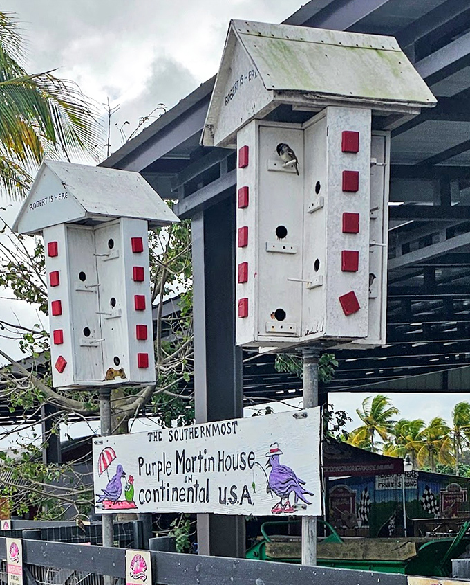 The southernmost Purple Martin houses in continental USA stand like avian apartment complexes, offering premium real estate for these aerial insect-hunting specialists.