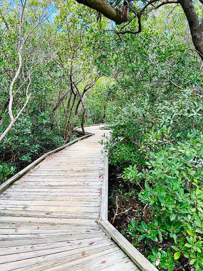 Boardwalks wind through mangrove forests like nature's own highway system, minus the traffic jams and road rage incidents.