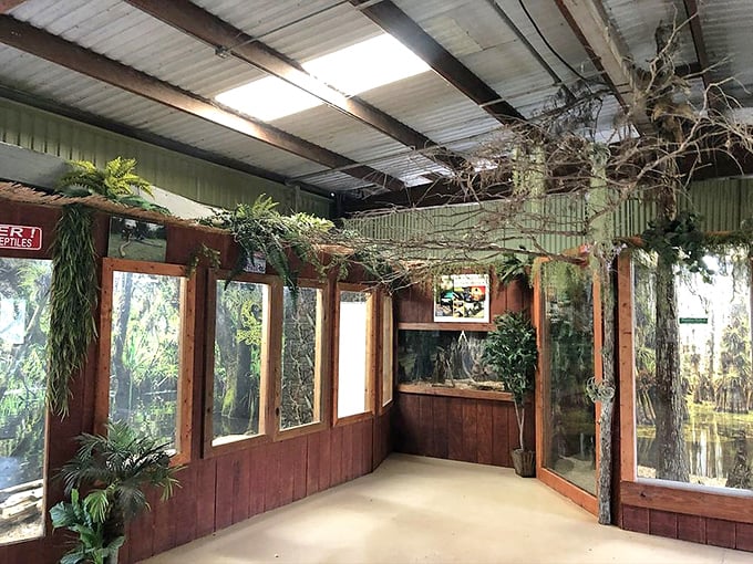 The reptile exhibit hall brings visitors face-to-face with the Everglades' scaly residents in a rustic setting that feels authentically swampy.