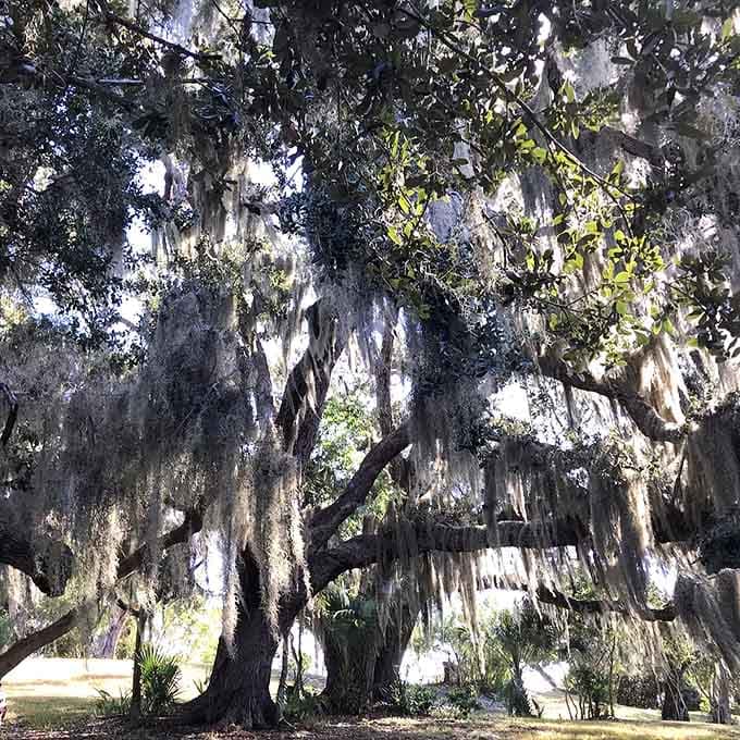 This Southern live oak has been dropping acorns and providing shade since before your great-great-grandparents were born, and it's not stopping now.