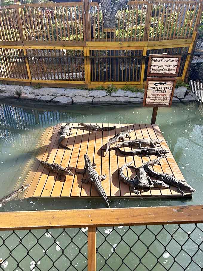 These prehistoric sunbathers aren't animatronic &ndash; they're the real deal, lounging on their wooden platform like scaly celebrities at a Florida resort.