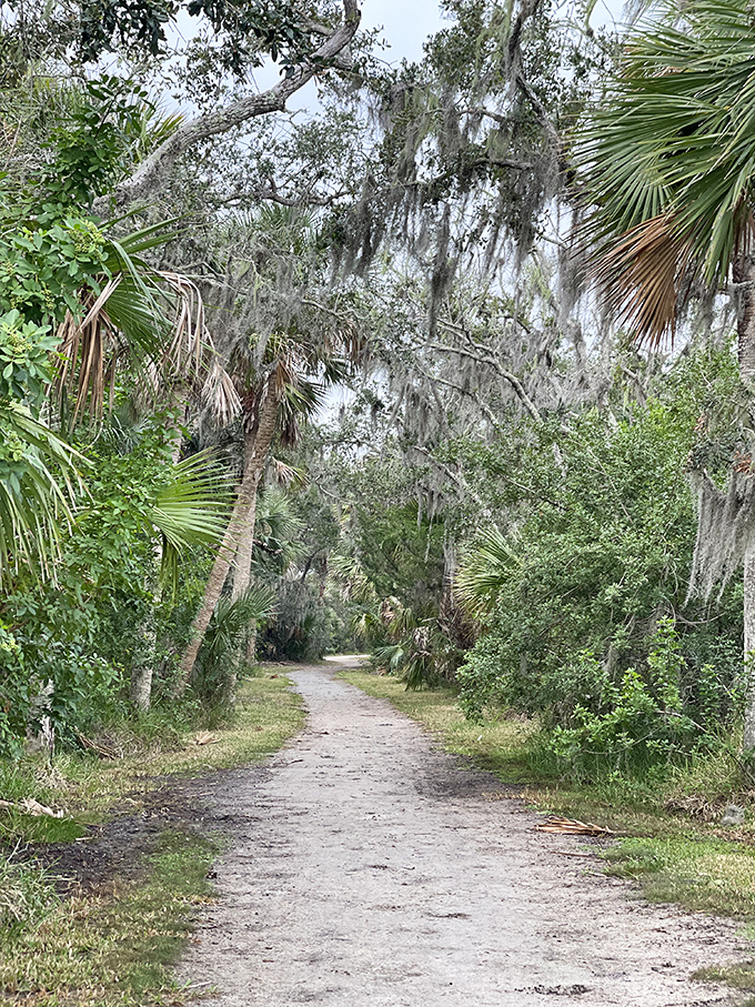 Spanish moss drapes from ancient oaks along the trail, creating a mystical corridor through the Maritime Hammock Preserve's old-growth coastal forest.