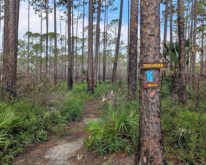 Follow the blue blazes into a cathedral of pines, where the trailhead marks the boundary between civilization and wild Florida.