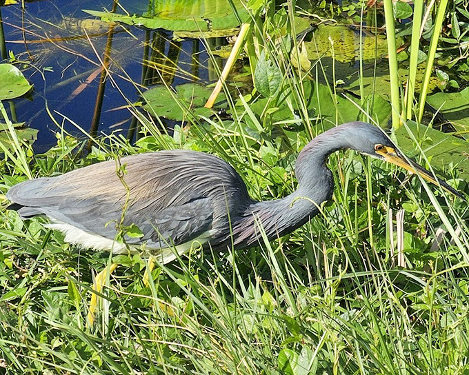 The tricolored heron hunts with focused intensity, demonstrating the kind of patience and precision that would make any fisherman jealous of its success rate.