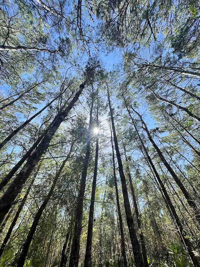 Looking up through the canopy is like staring at nature's cathedral ceiling, and the admission price is absolutely free.