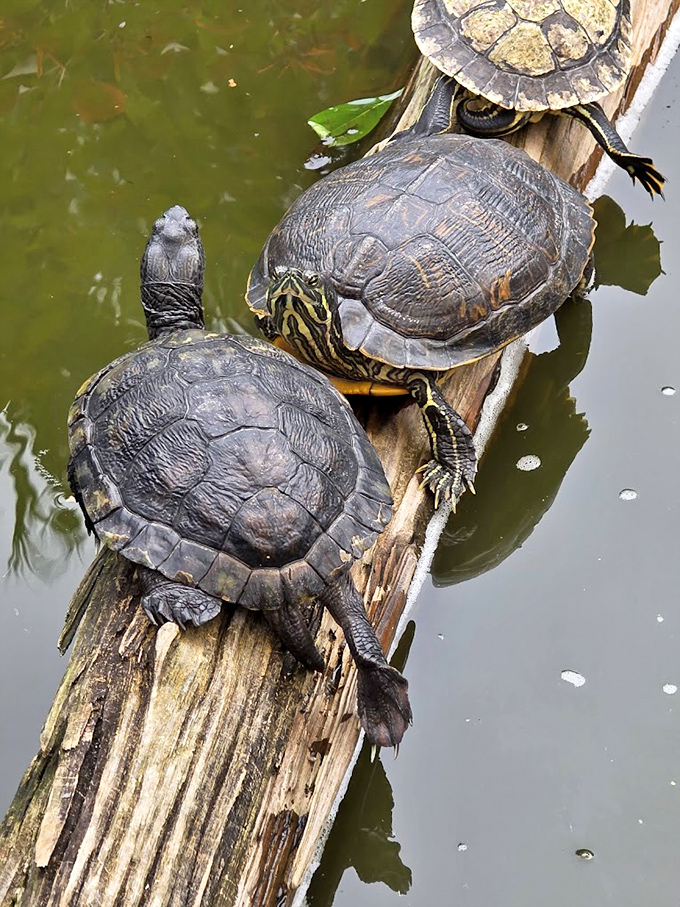 Turtles stack themselves like nature's own game of Jenga, soaking up Florida sunshine with reptilian contentment.