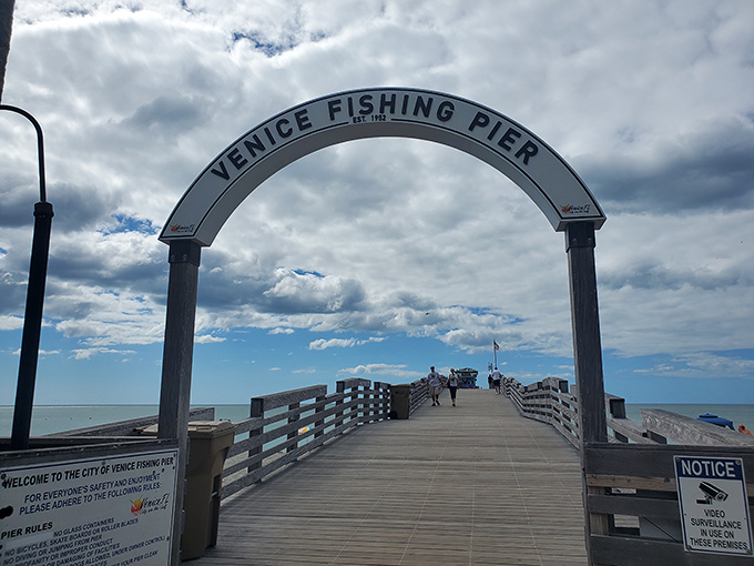 The Venice Fishing Pier stretches into the Gulf like an invitation, offering sunset views that make even smartphone photos look professional.
