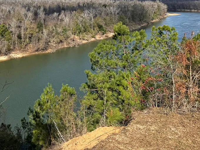 The reward for your hiking efforts: a panoramic vista where the Apalachicola River winds through a landscape unchanged for centuries.