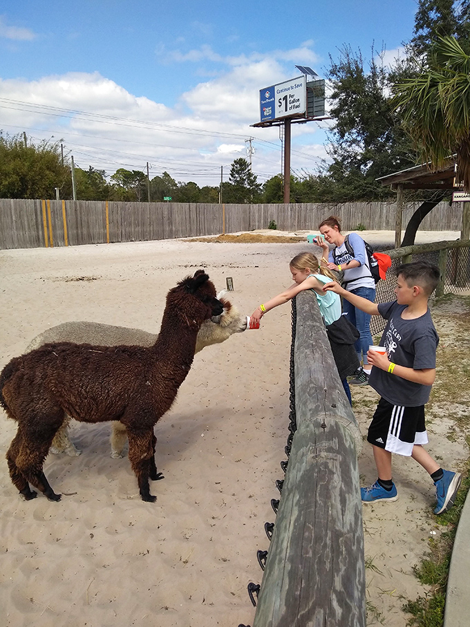 The alpaca meet-and-greet: where visitors discover these fluffy ambassadors have better hair days than most humans ever will.