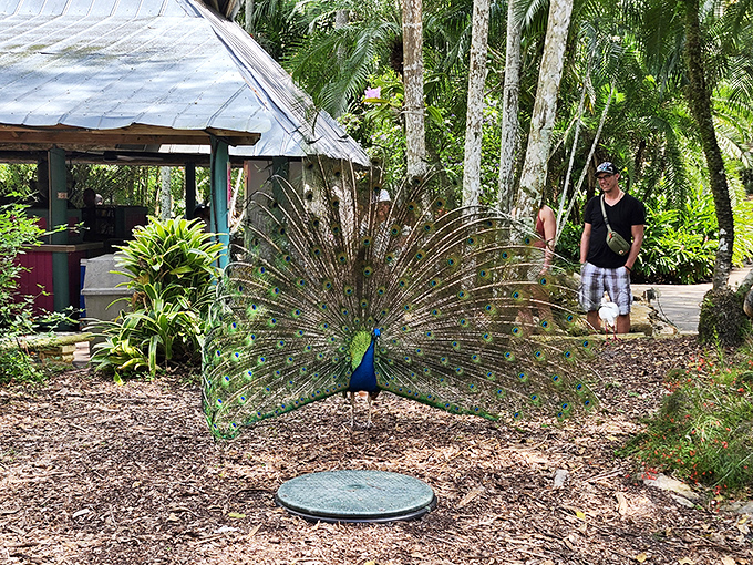 Peacock paparazzi! A magnificent bird shows off nature's most impressive fan while visitors stand captivated by this walking work of art.