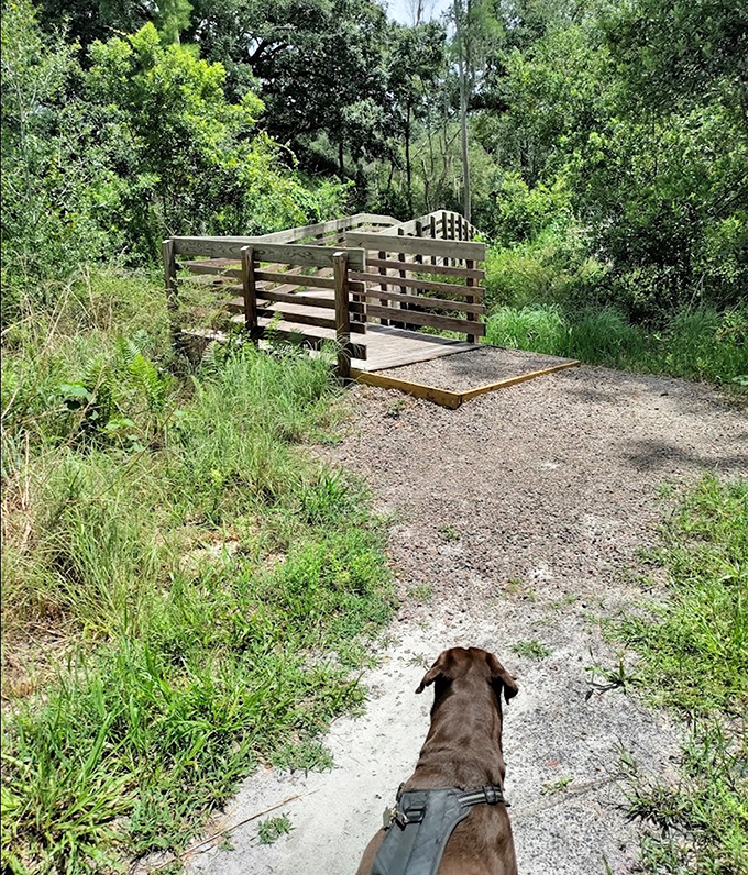 Four-legged explorers welcome! This wooden bridge marks the beginning of adventures through Florida wilderness that both humans and canine companions can enjoy.
