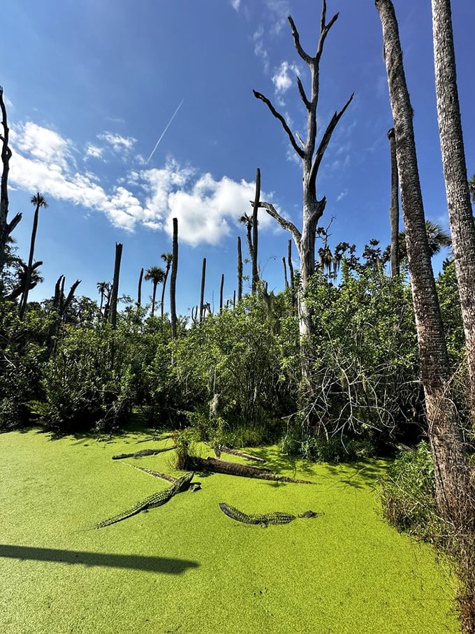 Alligators glide through duckweed-covered waters like prehistoric submarines. That green carpet isn't lawn &ndash; it's nature's version of a reptilian hideout.