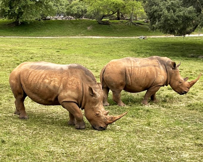 White rhinos demonstrate social distancing before it was trendy, their prehistoric silhouettes creating living sculptures against the Florida grass.