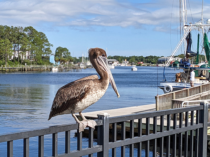 Local wildlife takes center stage – this pelican seems to be auditioning for the role of unofficial town greeter.