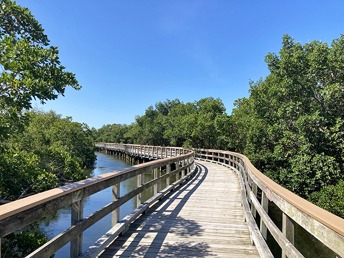 The wooden boardwalk curves gracefully through mangroves, offering dry passage through wetland wonders. Nature's version of the yellow brick road.