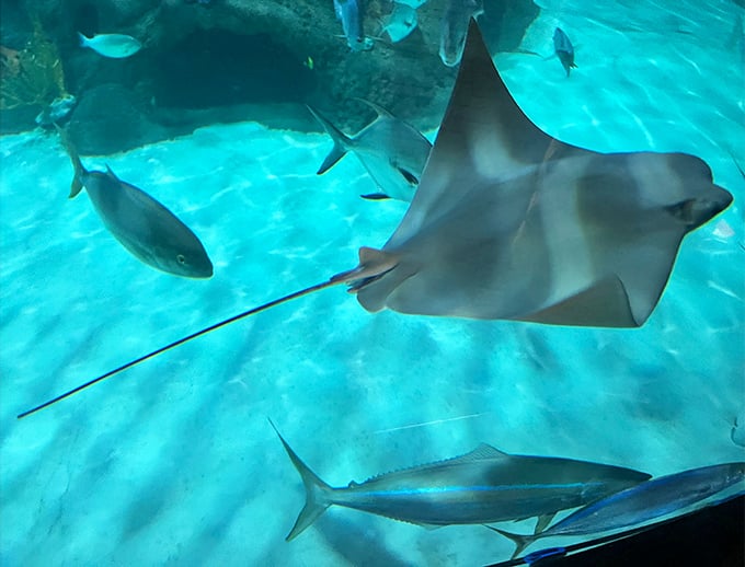 Stingrays, the ballerinas of the sea, create rippling patterns as they gracefully navigate their specially designed habitat.