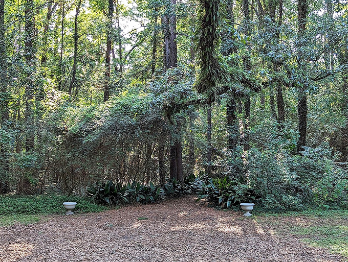 Dappled sunlight guides the way along this serene woodland path, where ferns stand sentinel on either side.