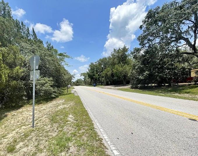 These aren't just trees &ndash; they're time travelers who've been standing sentinel since before your grandparents were born.