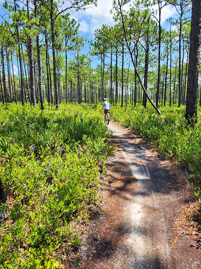 Social distancing, Florida-style. This lone cyclist discovers what explorers have always known&mdash;sometimes the best company is just you and the pines.