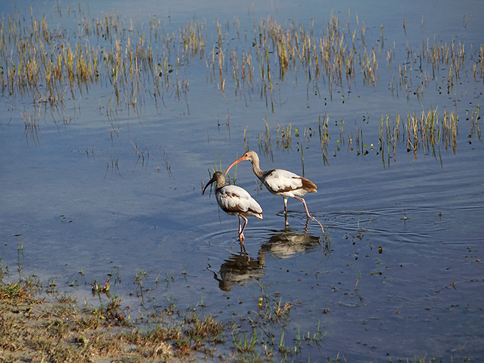 Elegant white ibises wade through shallow waters, nature's own cleanup crew searching for their next aquatic snack.