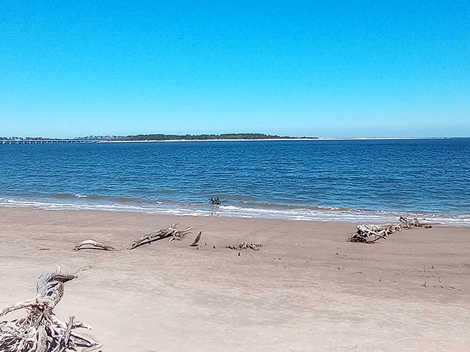Endless blue stretches to the horizon, creating the perfect backdrop for the skeletal trees that give Boneyard Beach its distinctive character.