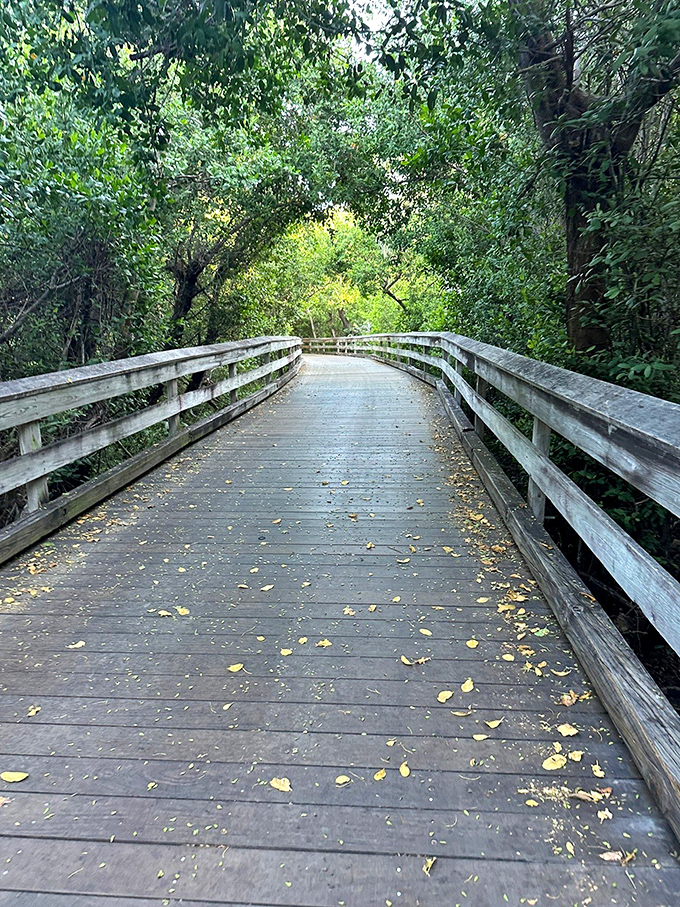 The boardwalk through Clam Pass's mangrove forest invites visitors into a shaded green tunnel, where adventure awaits with every wooden step.