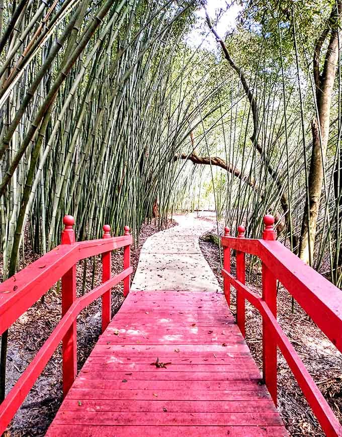 The vibrant red bridge cuts through towering bamboo, creating that "Did I just teleport to Asia?" moment visitors can't resist photographing.