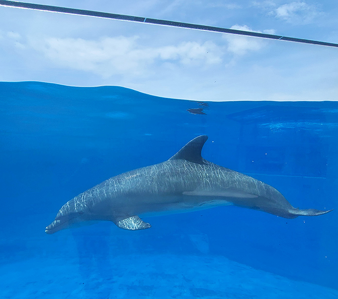 Gliding through crystal blue waters with effortless grace, this dolphin showcases the underwater ballet that makes these mammals nature's perfect swimmers.