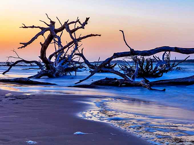 Skeletal branches reach skyward against a dramatic backdrop, nature's own installation art on full display.
