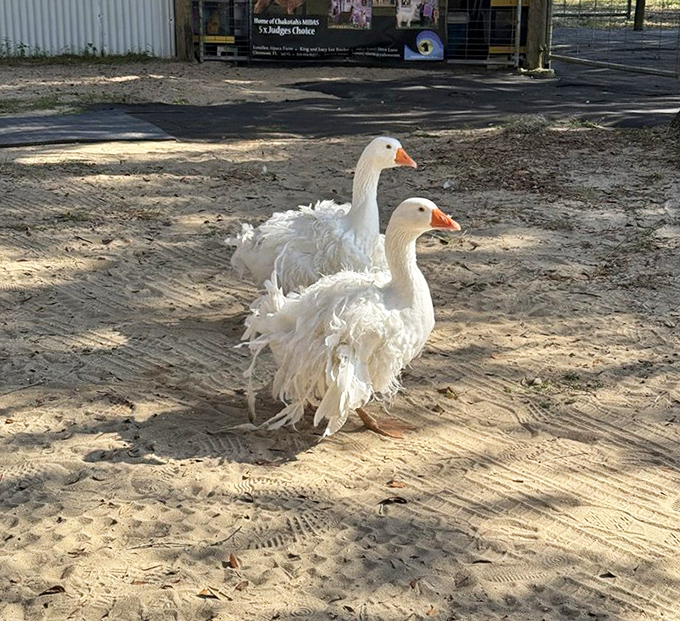 The farm's feathered residents waddle with purpose, like tiny managers supervising the larger, fluffier staff members.