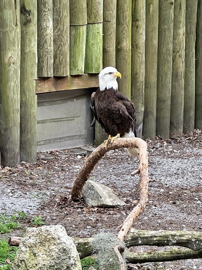 "I'm America's symbol and I've got my eye on you." This eagle's judging face deserves its own meme.