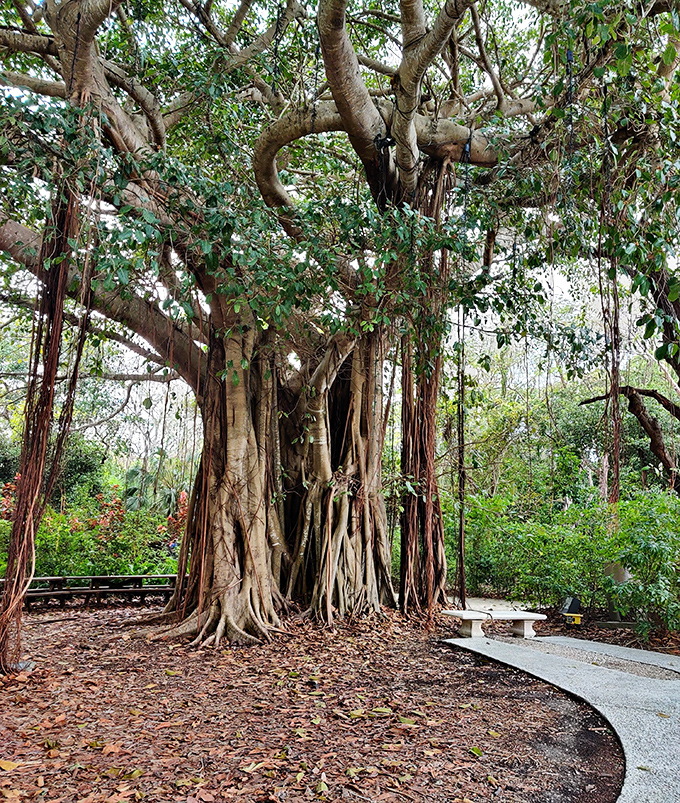 This ancient banyan tree has witnessed more Florida history than any history book, its aerial roots creating nature's own sculpture garden.