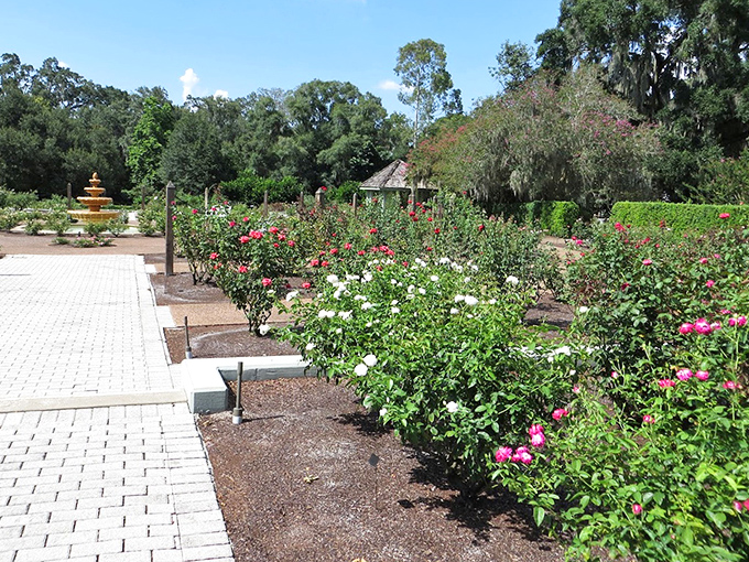 The rose garden explodes with color and fragrance, featuring over 200 varieties that bloom in waves throughout the year.