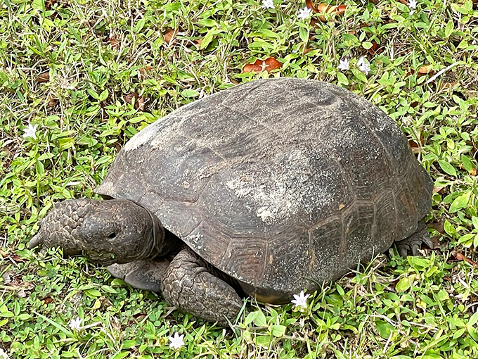 A gopher tortoise takes a leisurely stroll, carrying its ancient wisdom and prehistoric charm across the park grounds.