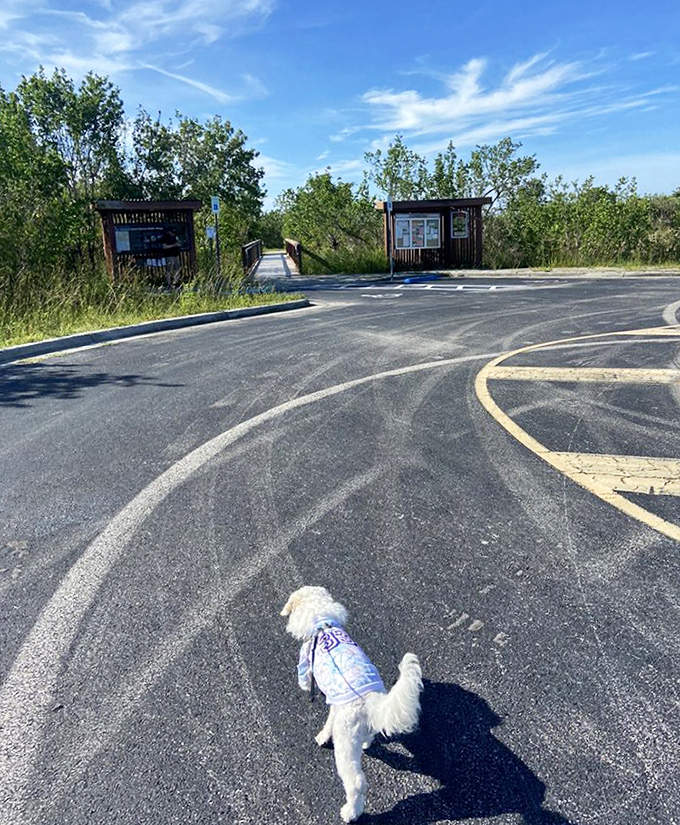 Even four-legged explorers know a good adventure when they smell one – this furry trailblazer is ready for wilderness without WiFi.