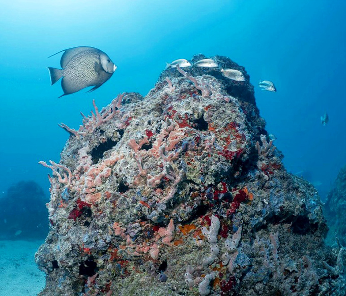 The welcoming committee arrives! Curious fish inspect their new neighborhood, finding perfect homes among the artificial structures.