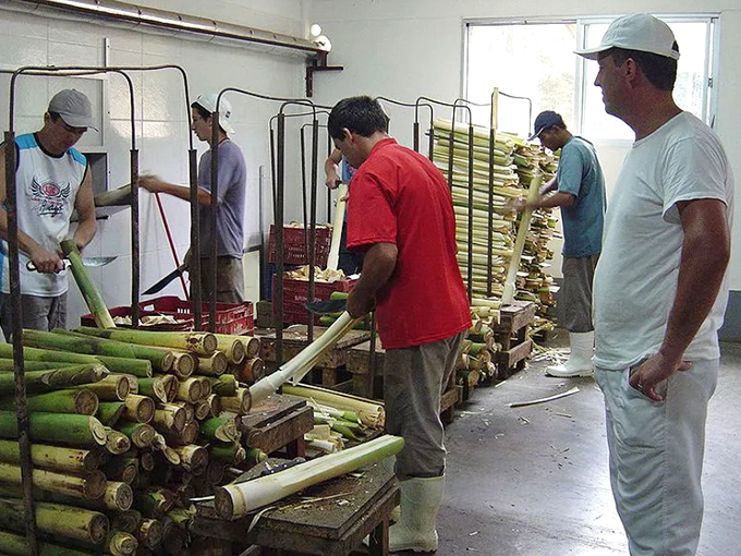Behind the scenes, skilled hands prepare fresh hearts of palm &ndash; transforming these tropical treasures into culinary gold.