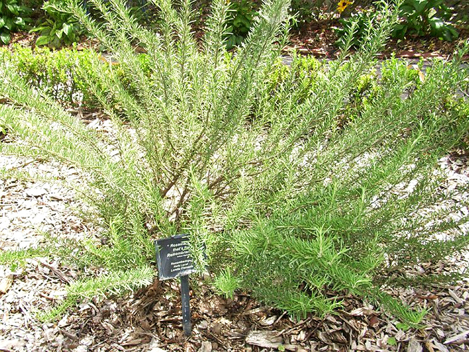 The herb garden doesn't just smell amazing &ndash; it's giving home chefs serious garden envy and inspiration.