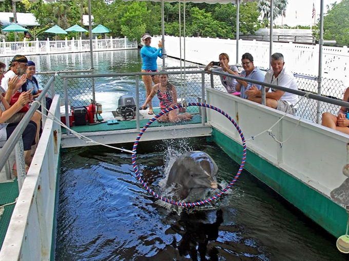 This clever dolphin jumps through a colorful hoop with the precision of an Olympic athlete, delighting the audience with its remarkable skills.