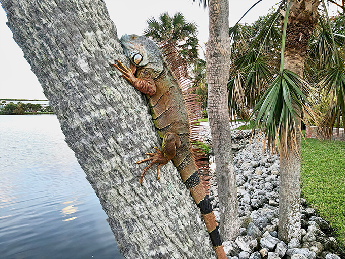 This iguana scales bark with the confidence of someone who knows they're descended from dinosaurs and isn't afraid to show off.