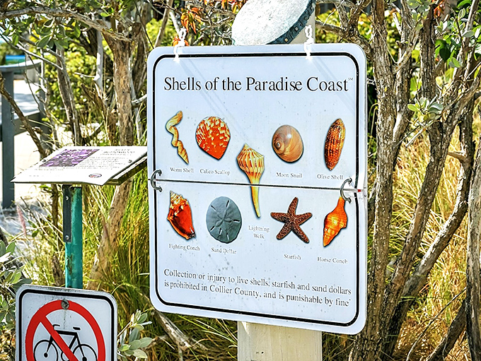 Educational signage helps identify your finds without being preachy, turning casual beachgoers into amateur marine biologists one shell at a time.