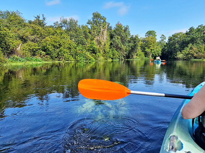 Paddle your way through Florida's liquid glass&mdash;kayaking here is like floating through a postcard come to life.