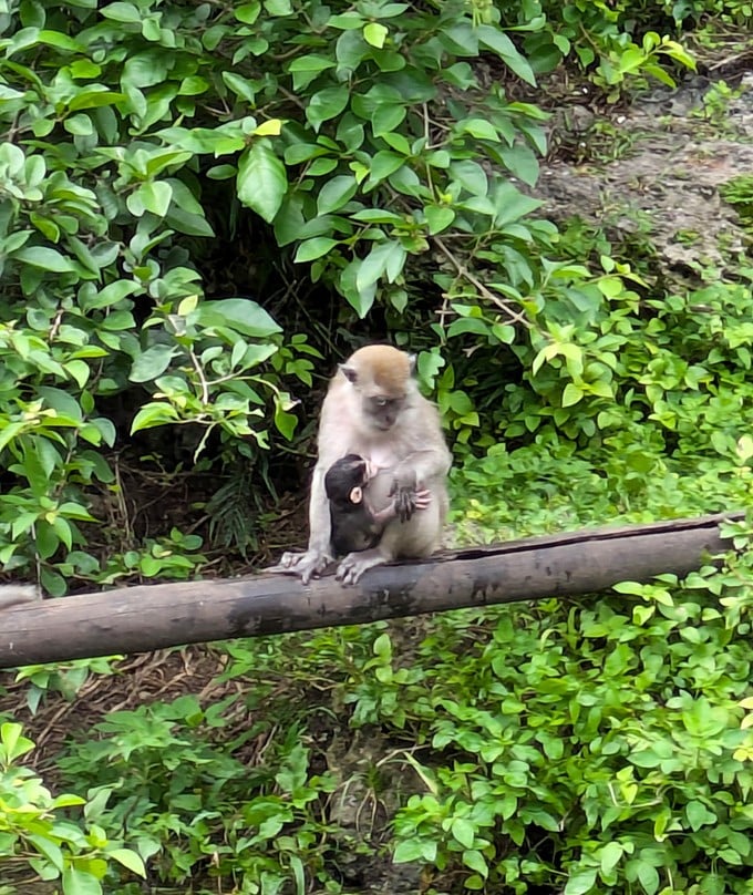 Maternal instinct transcends species &ndash; this mother cradles her baby with the same tender care recognizable to parents everywhere.