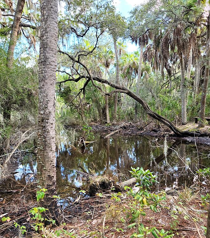 A tranquil swamp reflects the Florida sky like nature's mirror, home to creatures that have mastered the art of stillness.