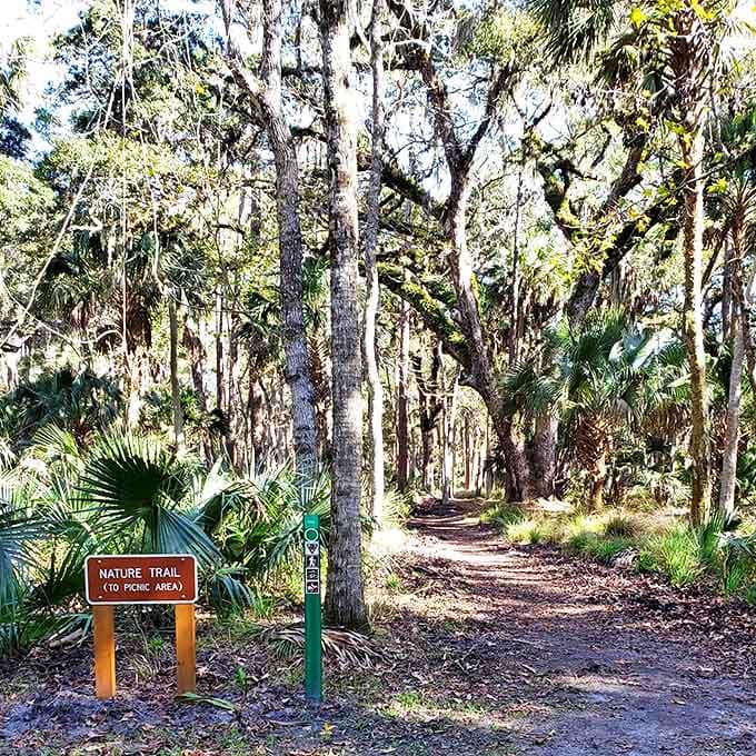 This isn't just any forest path—it's the appetizer before the main geological feast, winding through upland pine forest toward sinkhole splendor.