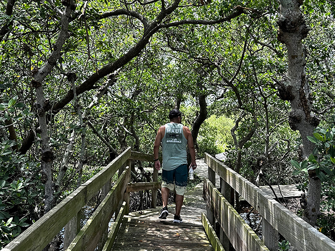 Sunlight filters through the mangrove canopy, creating a dappled light show on this serene nature walk path.