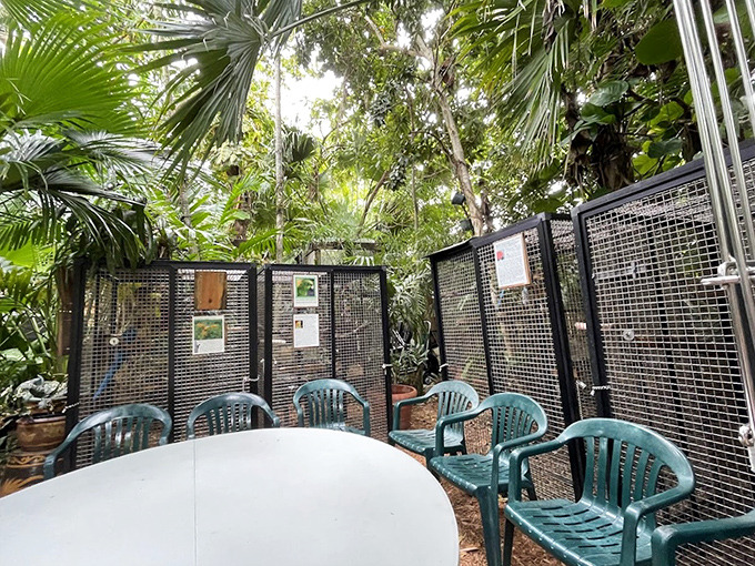 Simple plastic chairs become front-row seats to nature's most colorful show, where every squawk tells a story.