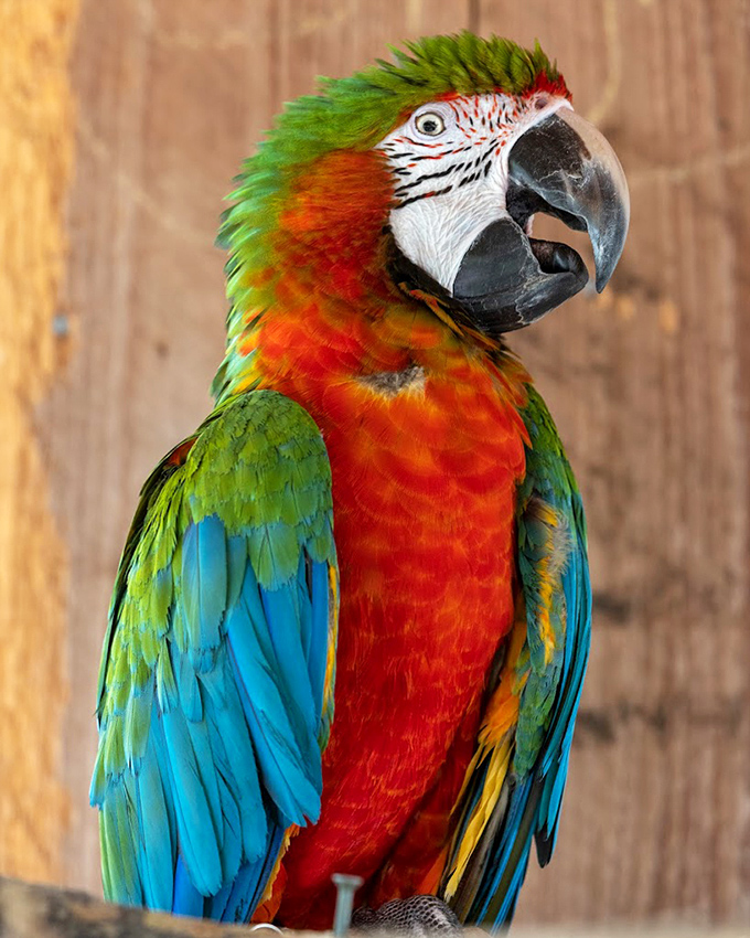 This macaw has more vibrant colors than my entire wardrobe. He's not a bird, he's a flying rainbow!